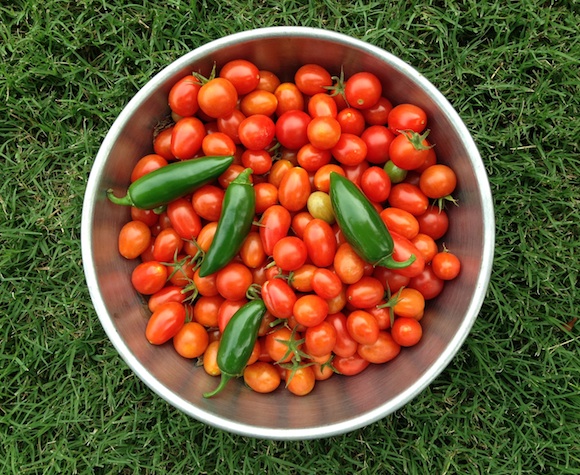 Healthy food festival brings good times and good habits to Broad Avenue ...