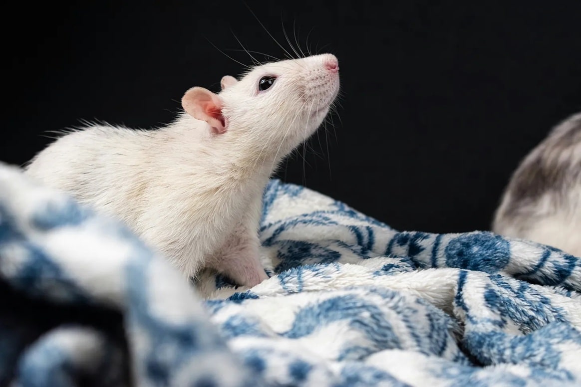 OPINION: Research causes cancer in rats – Common Ground